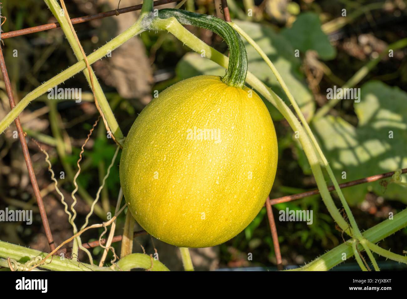 Issaquah, Washington, USA. Ripe Small Wonder Spaghetti squash ready to ...