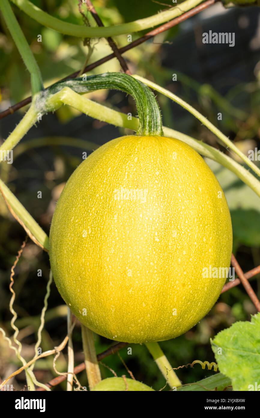 Issaquah, Washington, USA. Ripe Small Wonder Spaghetti squash ready to ...