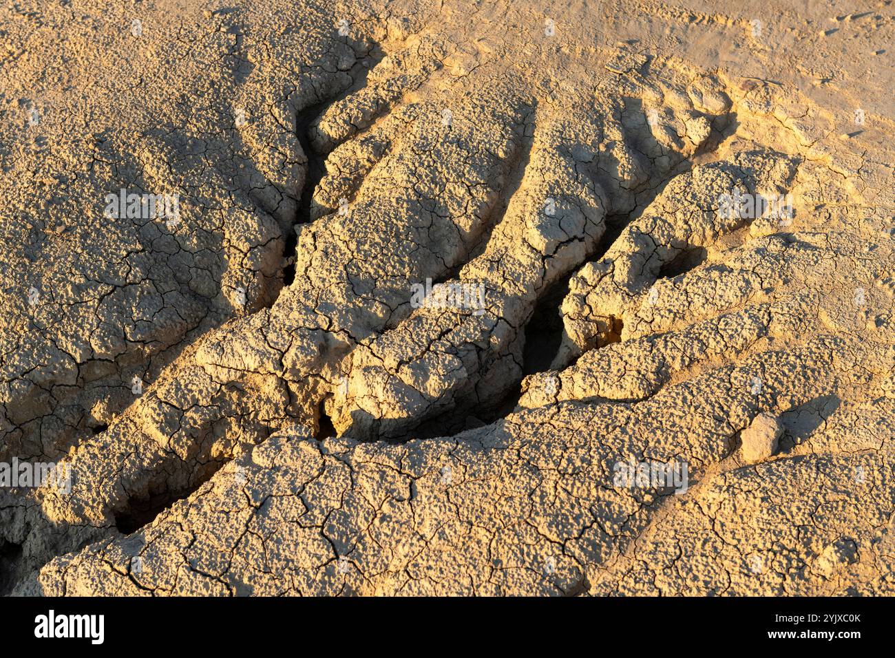 Detailed close-up of cracked, sun-baked mud texture in a mud volcano area, showcasing natural ...