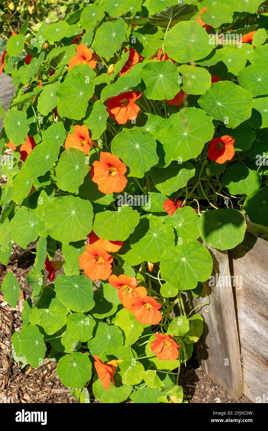 Draped over bed hi-res stock photography and images - Alamy