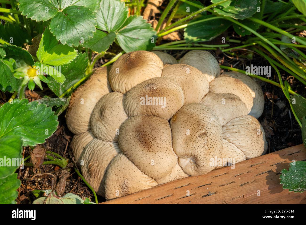 Issaquah, Washington, USA. Pear-shaped Puffballs (Morganella pyriformis ...