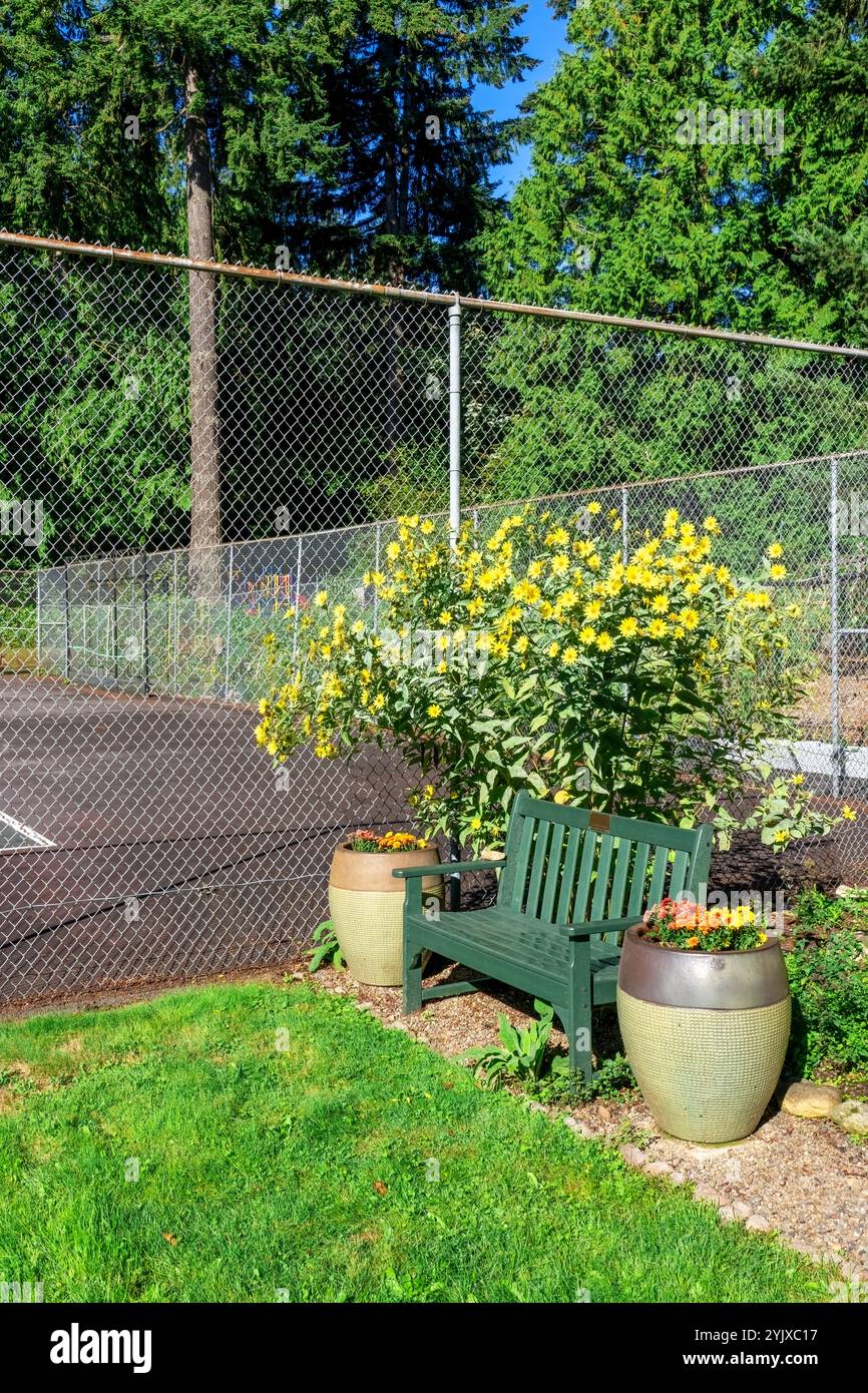 Issaquah, Washington, USA. Giant Sunflowers growing behind a public ...
