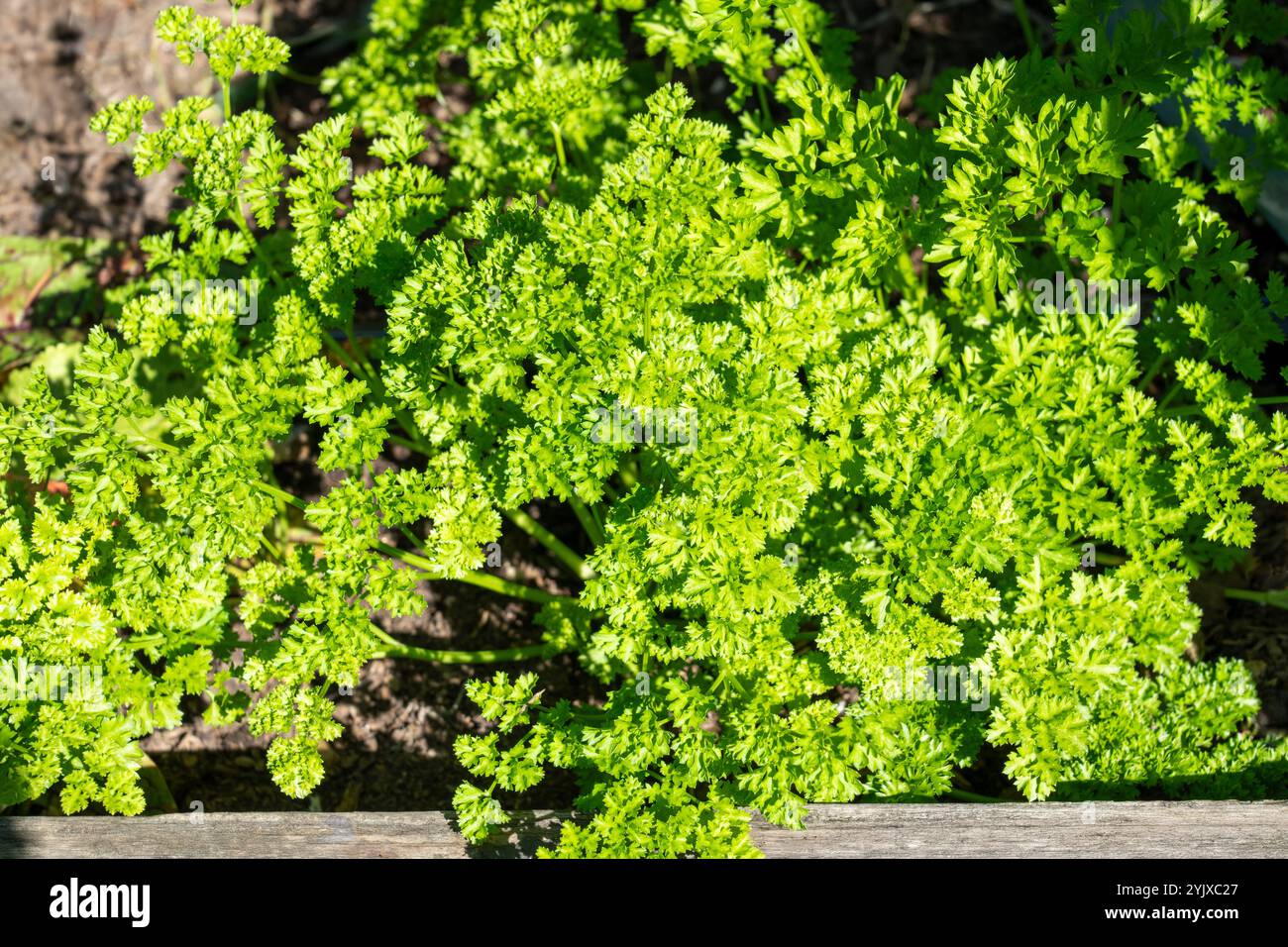 Parsley plant hi-res stock photography and images - Alamy