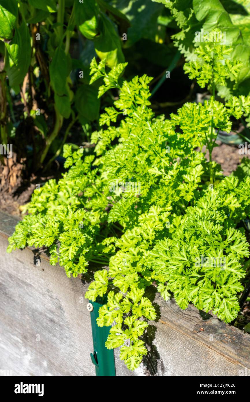 Issaquah, Washington, USA. Curly parsley plant growing in a raised ...