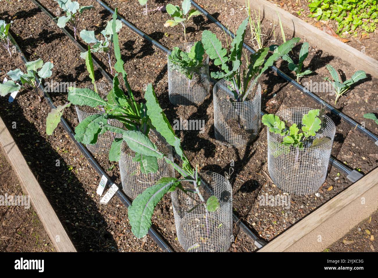 Issaquah, Washington, USA. Autumn garden starts, including Dazzling ...