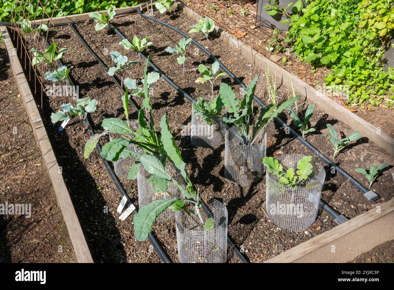 Issaquah, Washington, USA. Autumn garden starts, including Dazzling ...