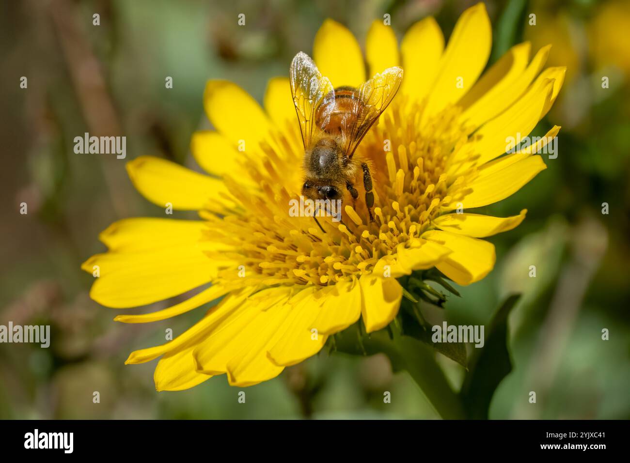 Issaquah, Washington, USA. Honeybee pollinating a Puget Sound Gumweed ...
