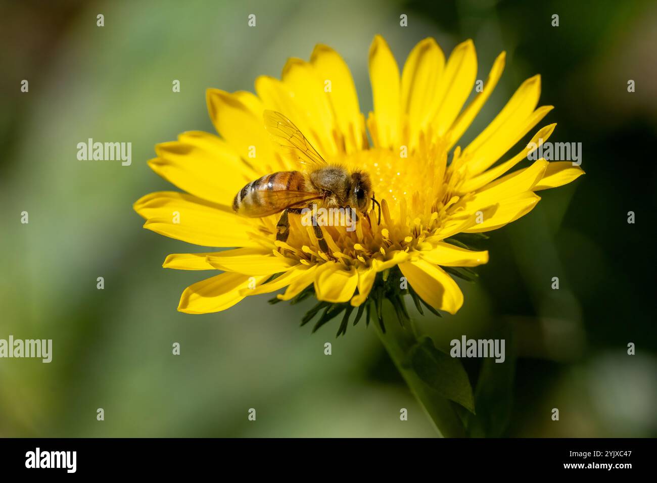 Issaquah, Washington, USA. Honeybee pollinating a Puget Sound Gumweed ...