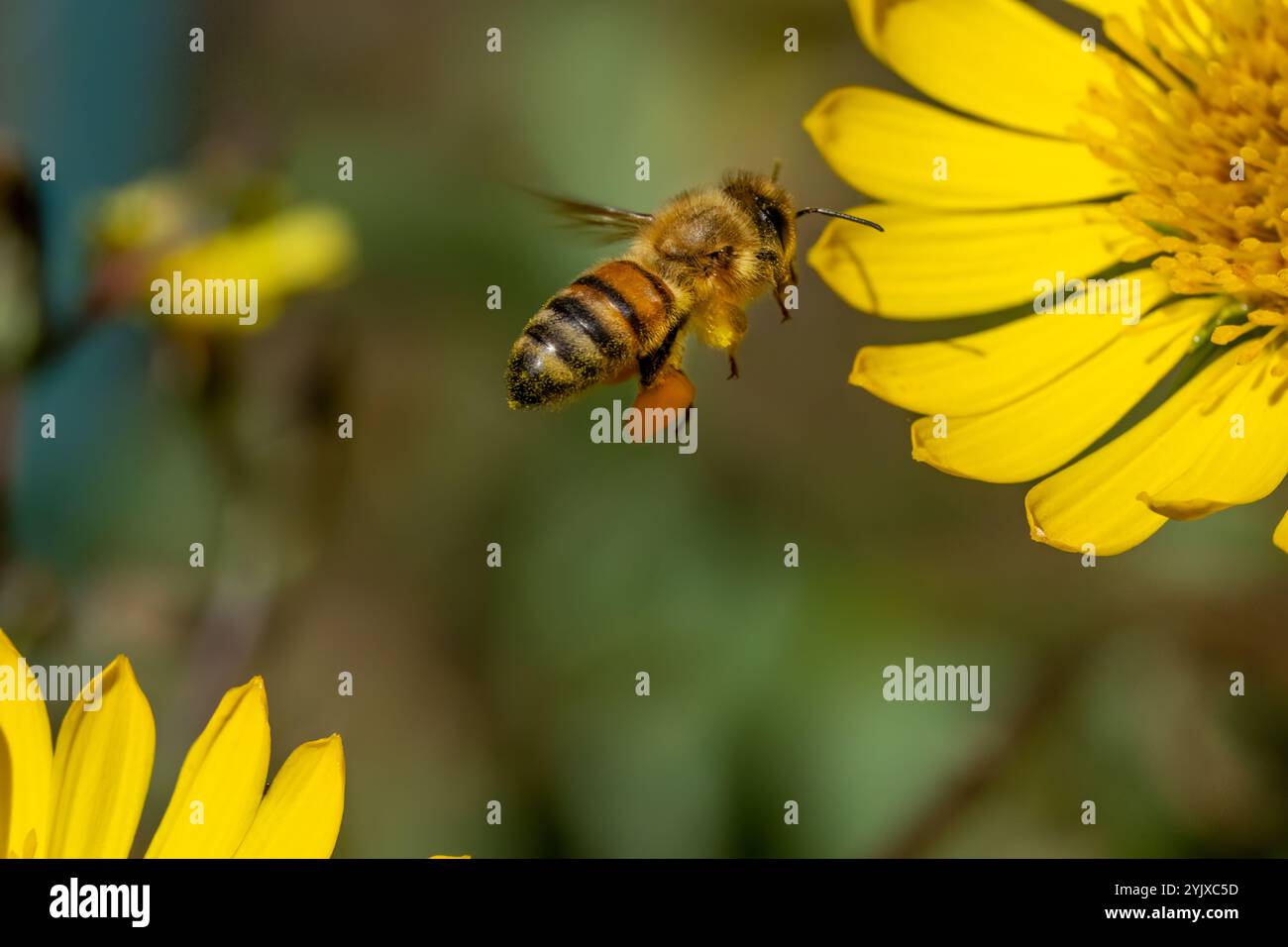 Issaquah, Washington, USA. Female honeybee carrying pollen in a pollen ...
