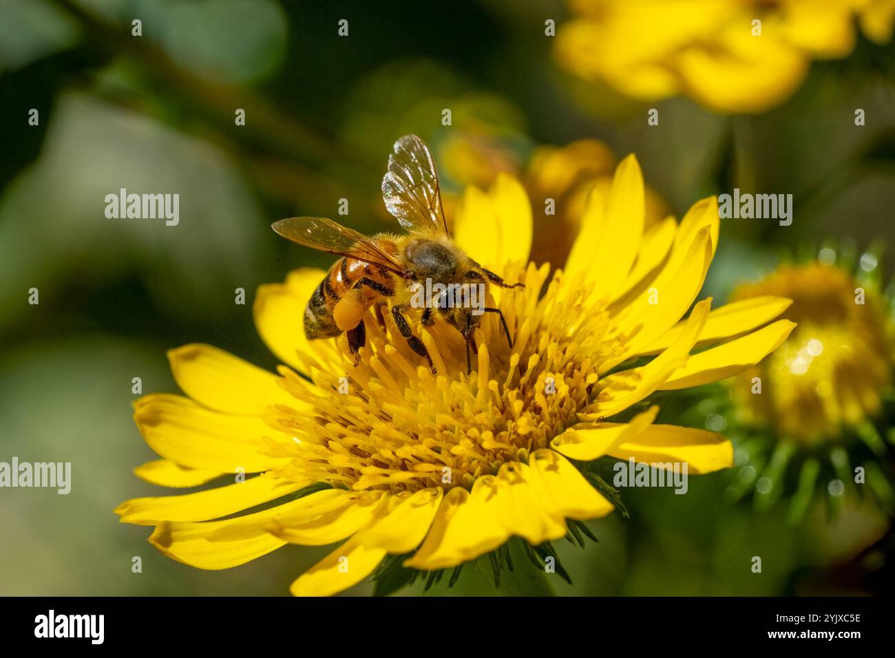 Issaquah, Washington, USA. Female honeybee carrying pollen in a pollen ...