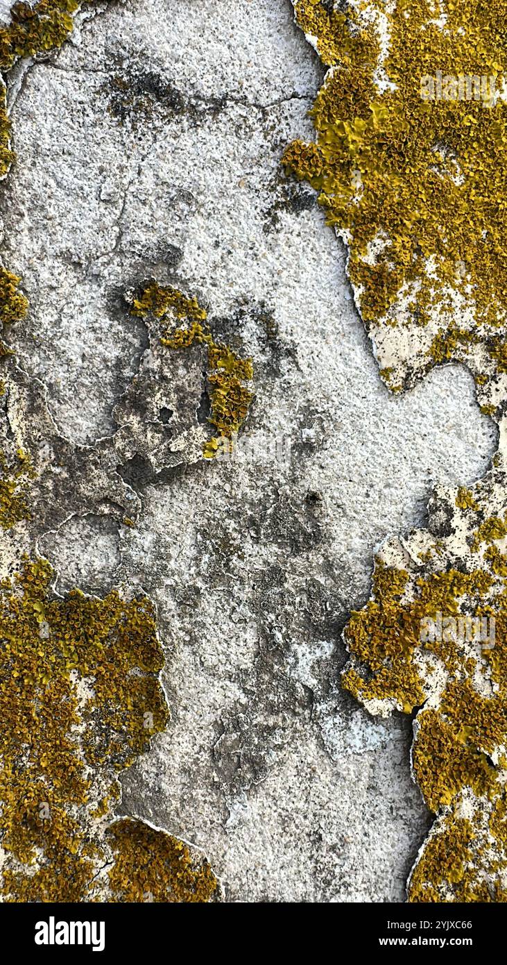 Old dirty wall covered with moss and mold - grunge texture Stock Photo ...