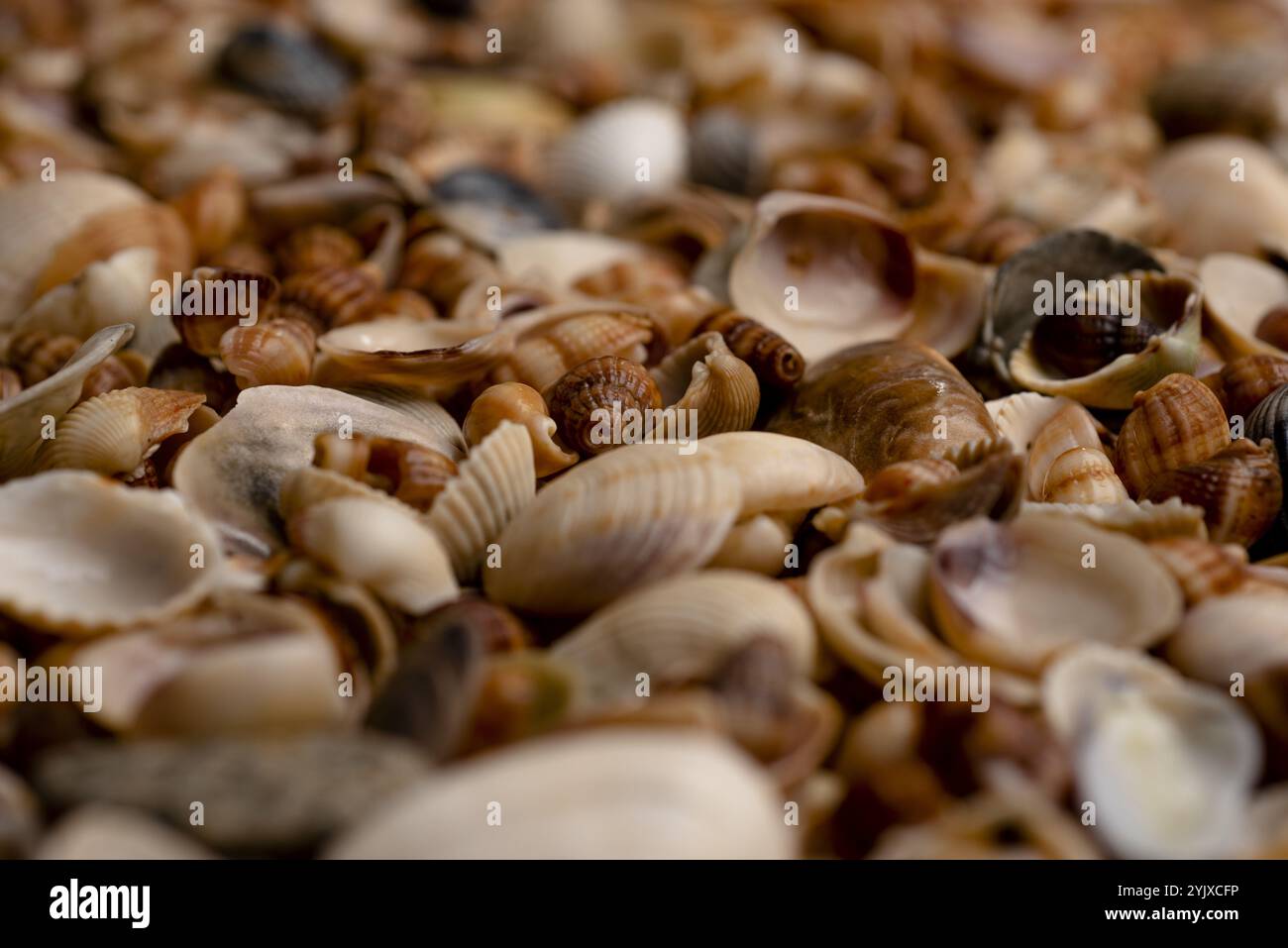 Summer background pattern from seashells. Shell close-up. Ocean coast ...