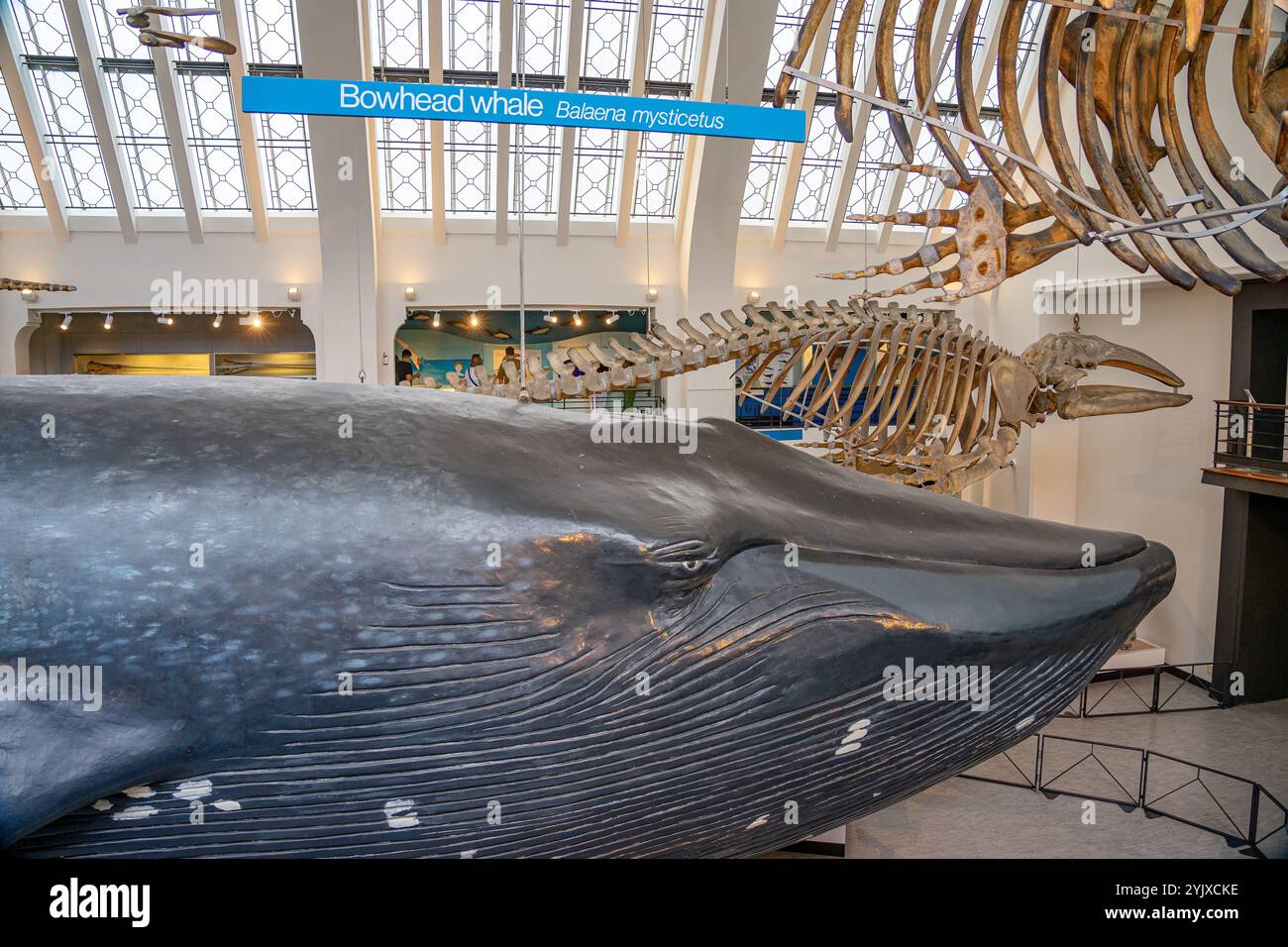 whale head representation. Balaena Mysticetus at the free public ...