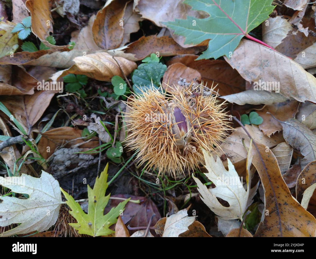 The sweet chestnut (Castanea sativa), also known as the Spanish ...