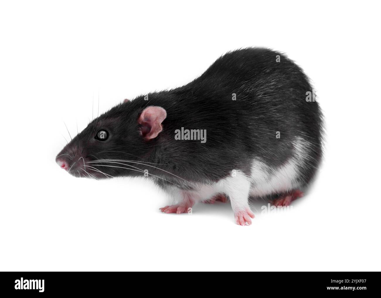 One rat on white background. Cute rodent Stock Photo - Alamy