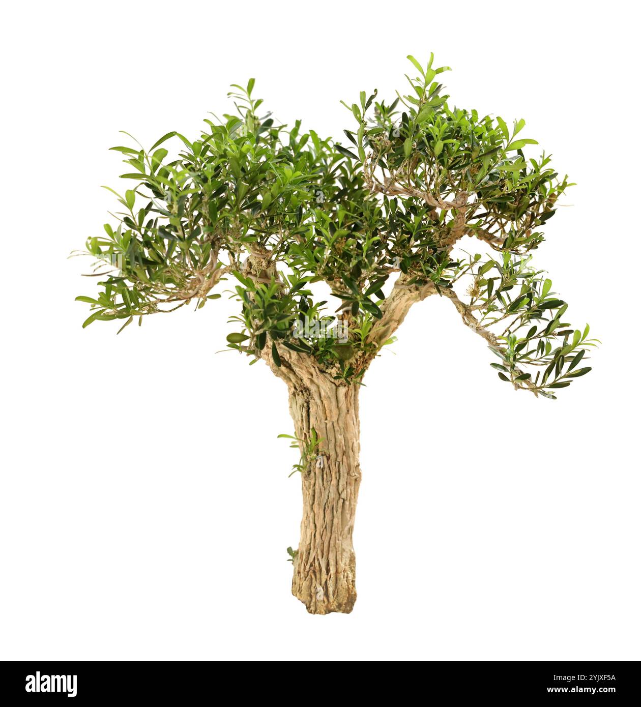 One tree with green leaves isolated on white Stock Photo - Alamy