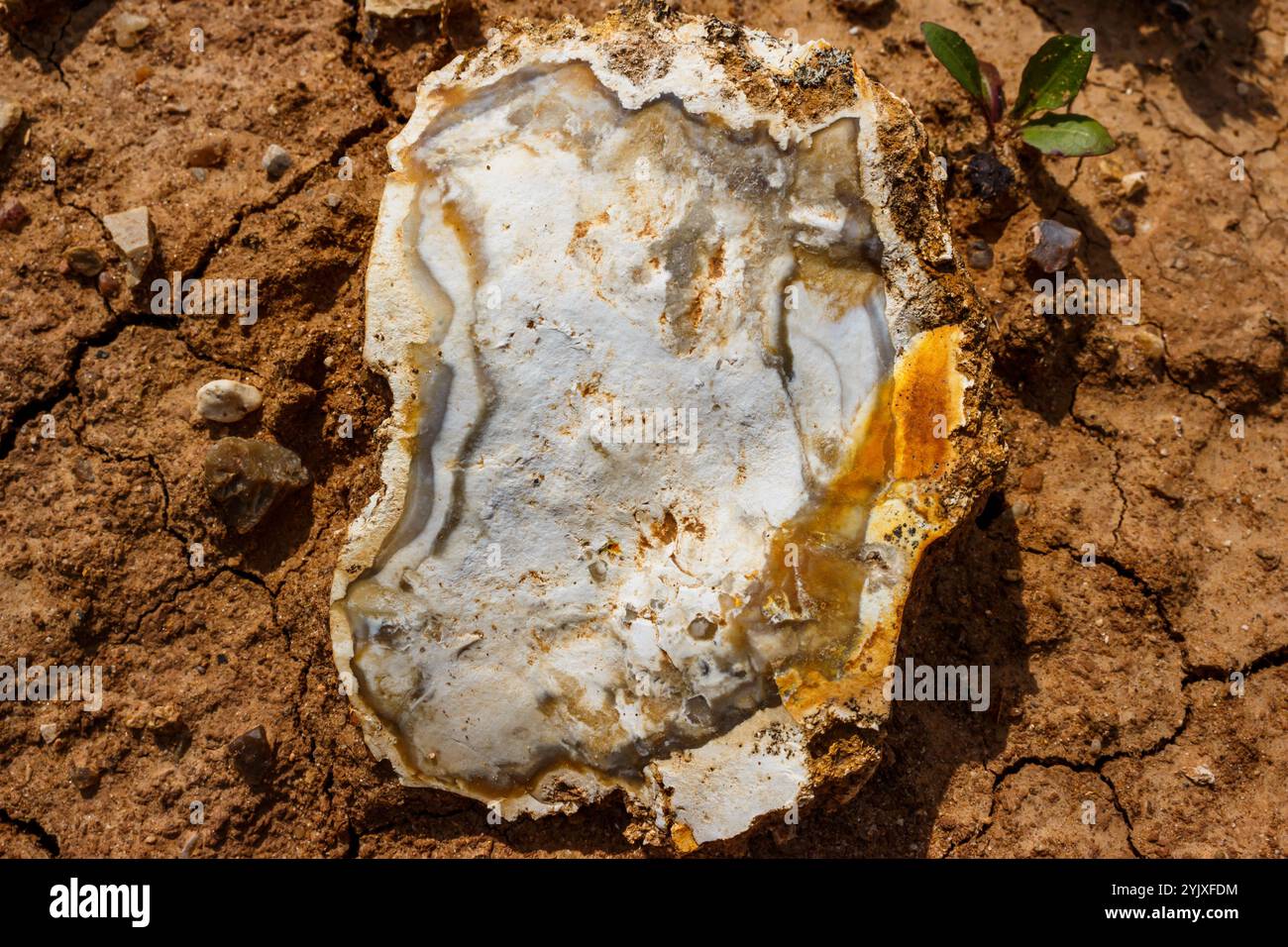 Chipped white flint sticking out of clay soil, study of rocks and minerals in nature. Russia ...