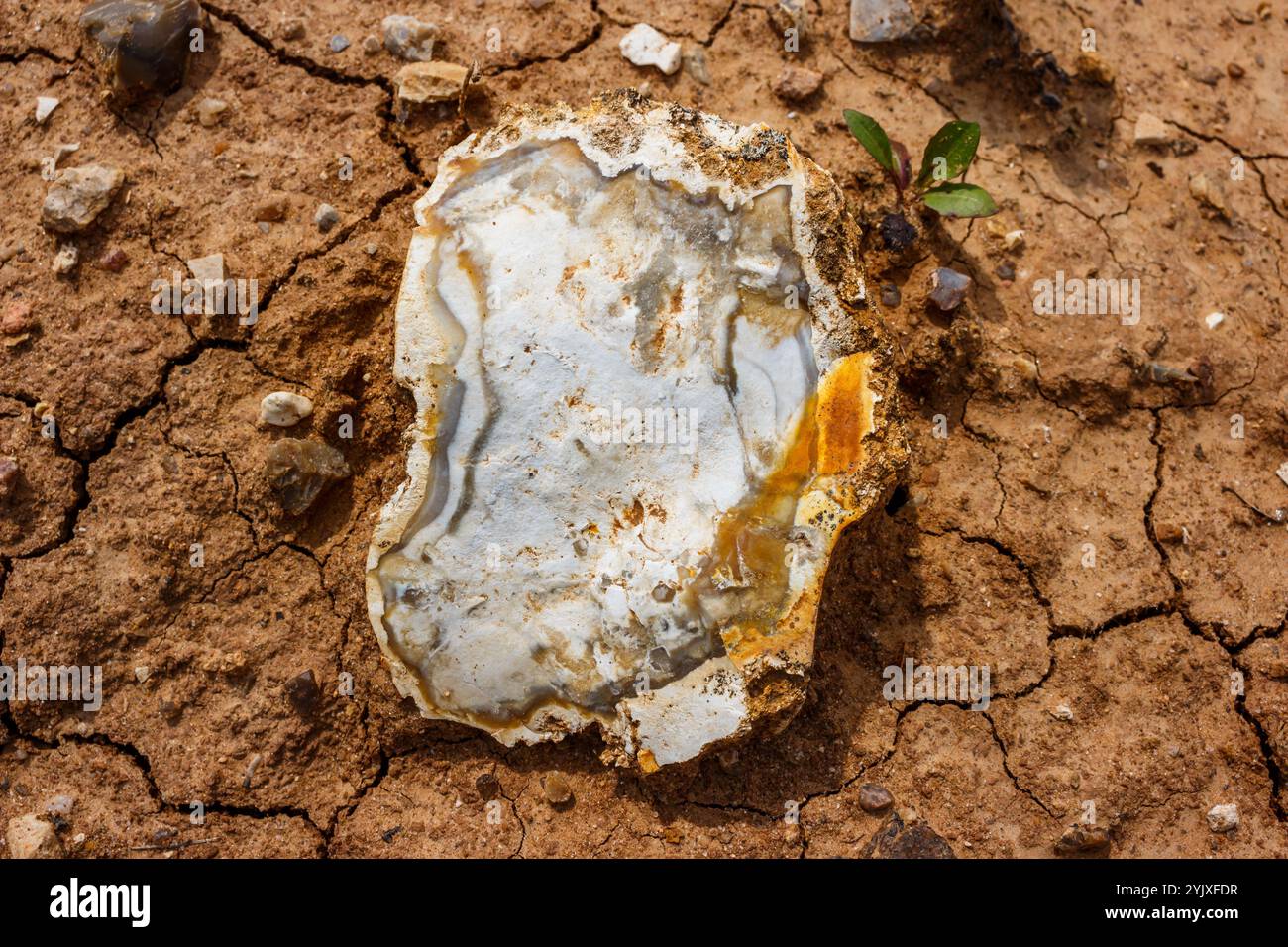 Chipped white flint sticking out of clay soil, study of rocks and ...