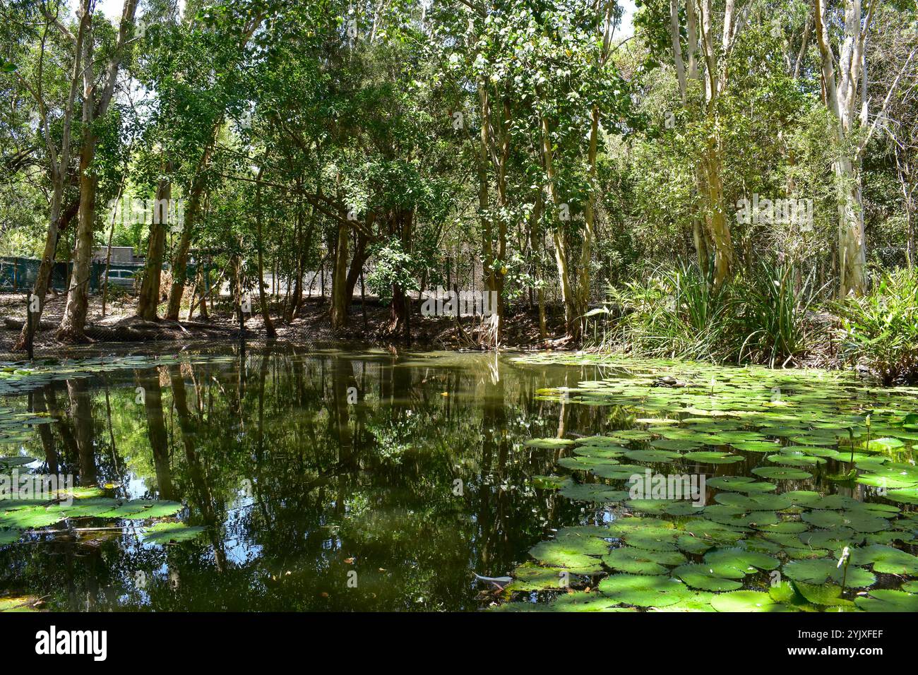 Tropical wetlands in far North Queensland, Australia, surrounded by ...