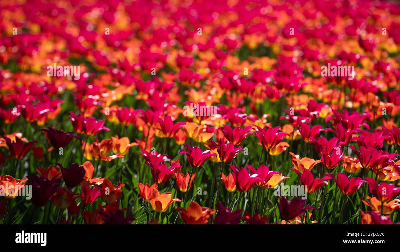 Old wooden siding hi-res stock photography and images - Alamy