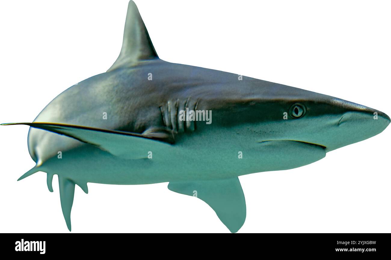 huge big real blue shark fish on a transparent background vector sea ...