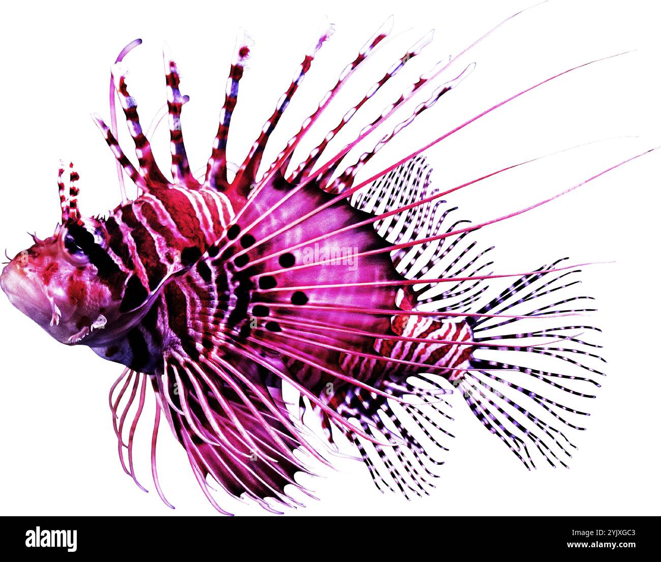 Bioluminescent aquarium fish Stock Vector Images - Alamy