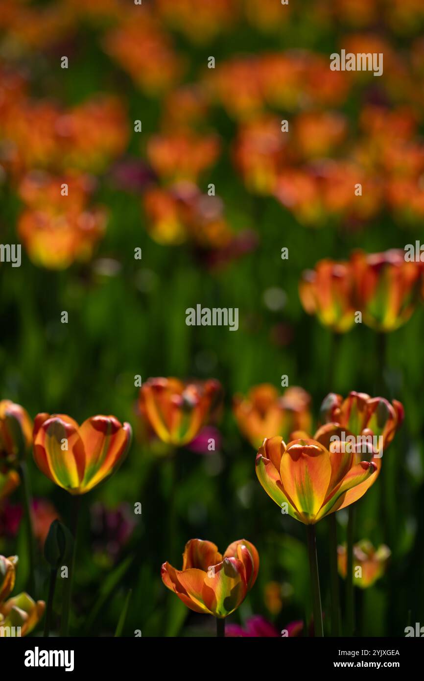 Floral depth image hi-res stock photography and images - Alamy