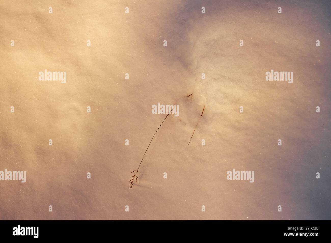 Loose shiny snow in a field illuminated by the evening sun Stock Photo ...