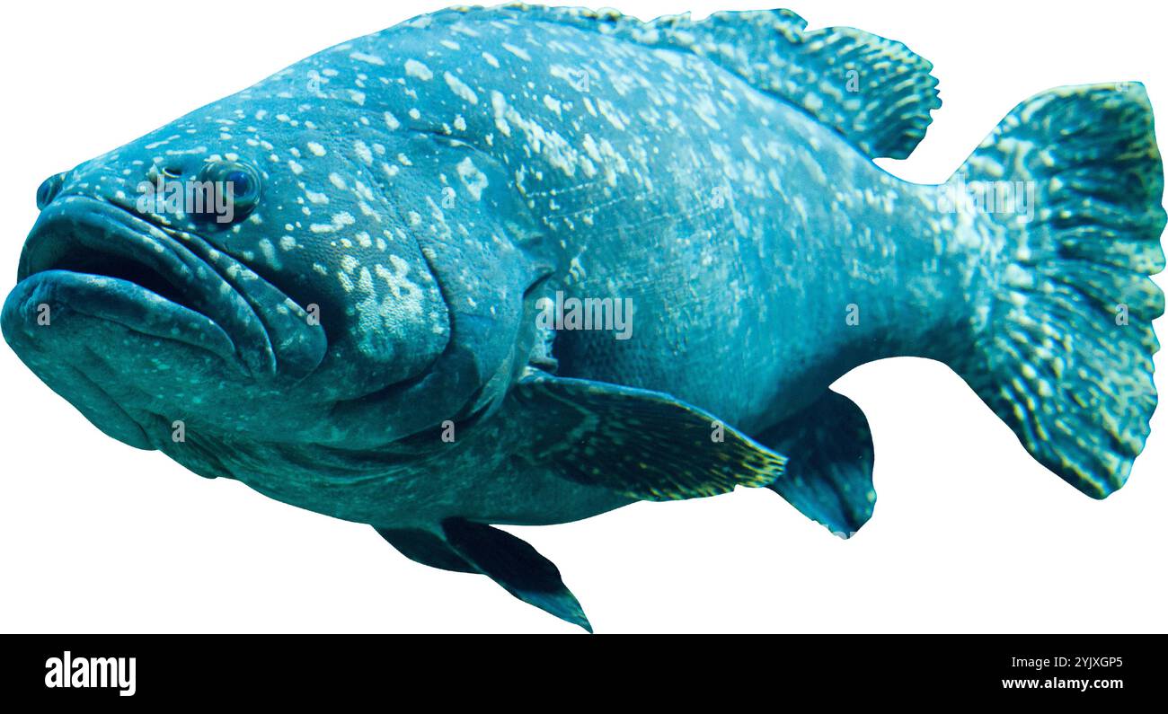 Deep see fish Stock Vector Images - Alamy