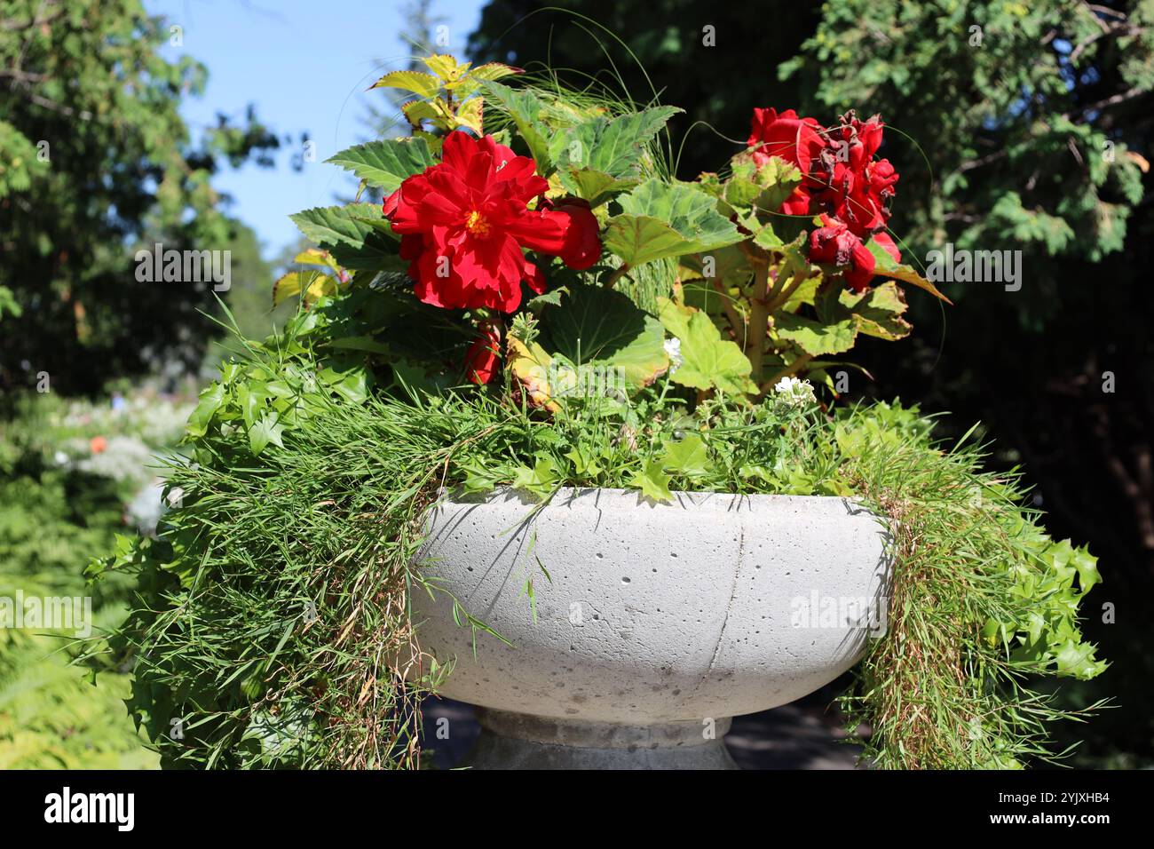 bright red blossoms atop thick green foliage in a concrete bowl planter ...