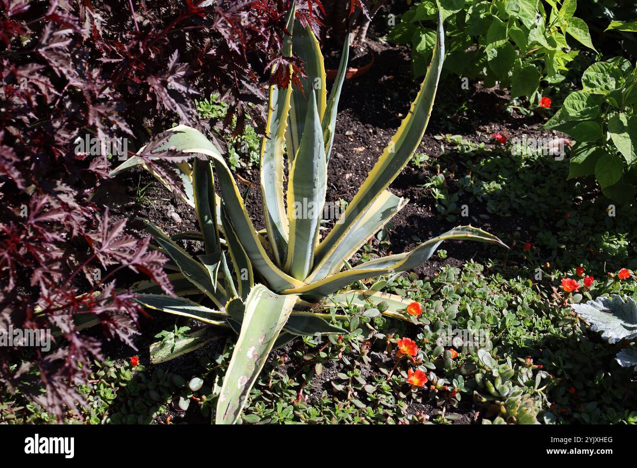 single succulent cactus with long thin leaves Stock Photo - Alamy