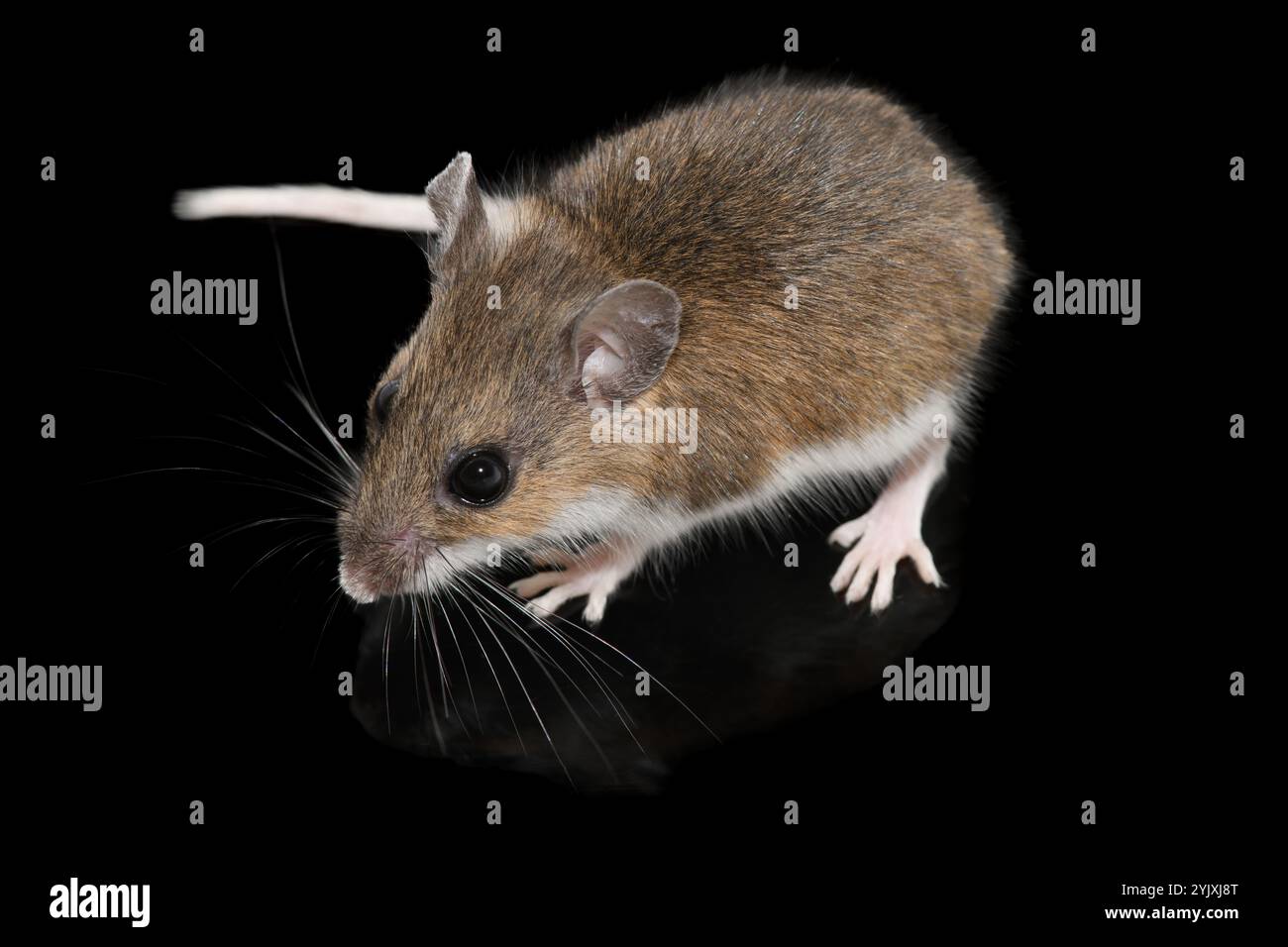 White-footed mouse (Peromyscus leucopus), deer mouse Stock Photo - Alamy