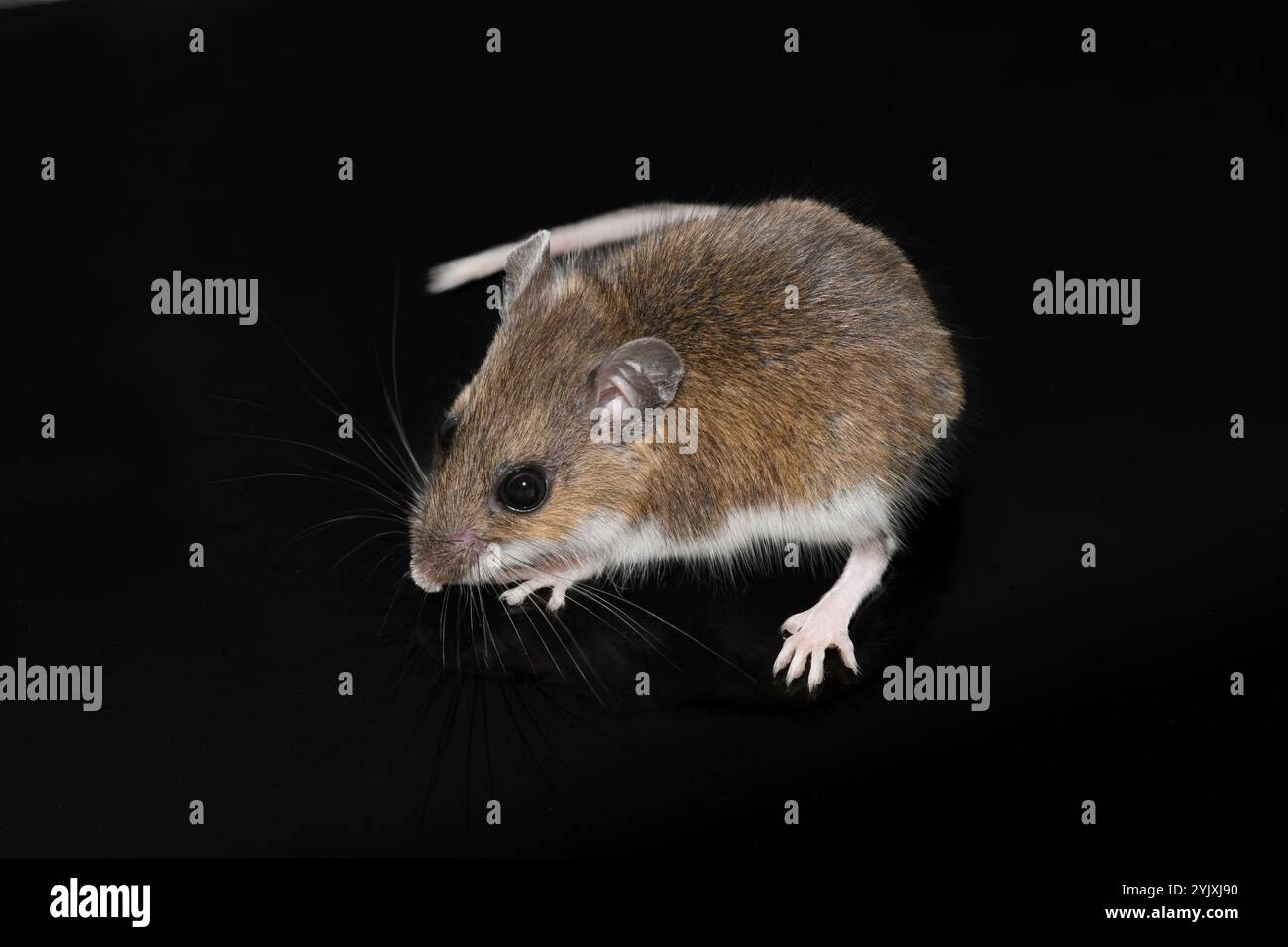 White-footed mouse (Peromyscus leucopus), deer mouse Stock Photo - Alamy