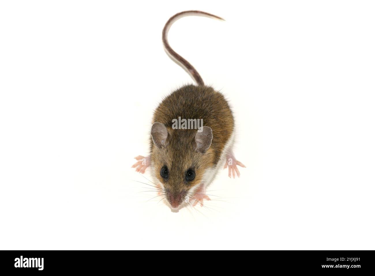 White-footed mouse (Peromyscus leucopus), deer mouse Stock Photo - Alamy