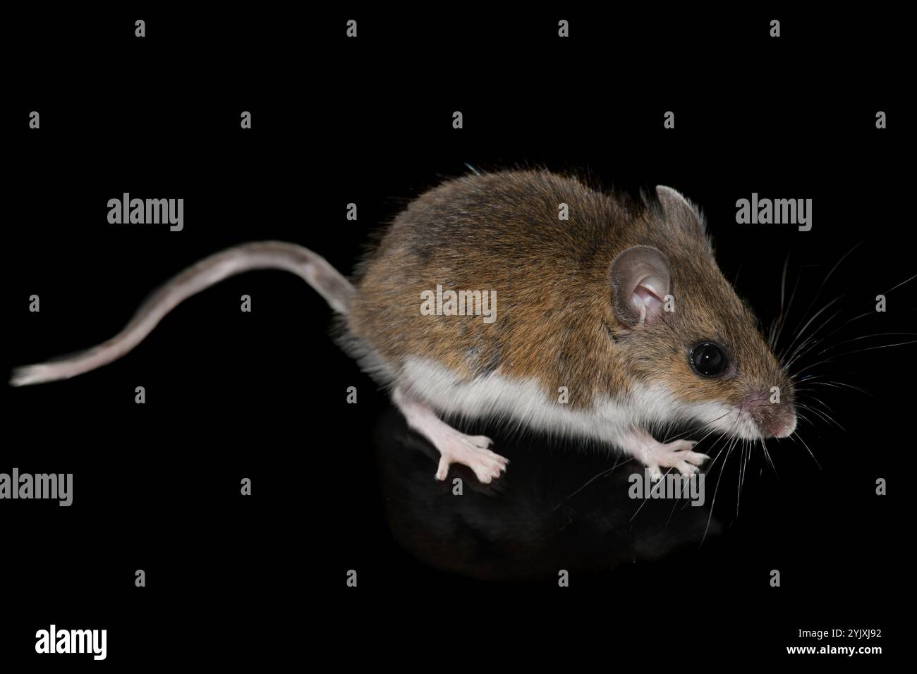 White-footed mouse (Peromyscus leucopus), deer mouse Stock Photo - Alamy