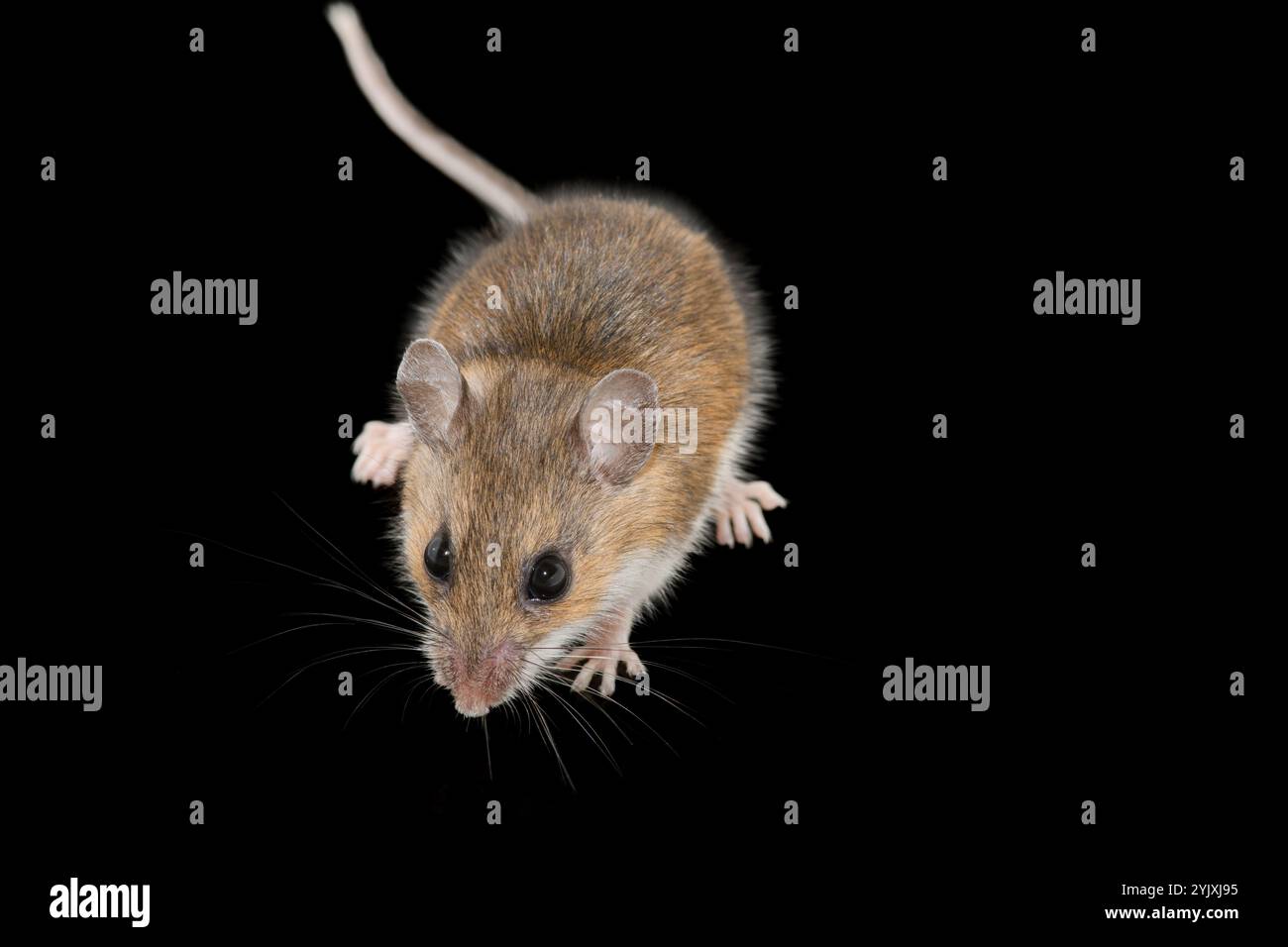 White-footed mouse (Peromyscus leucopus), deer mouse Stock Photo - Alamy