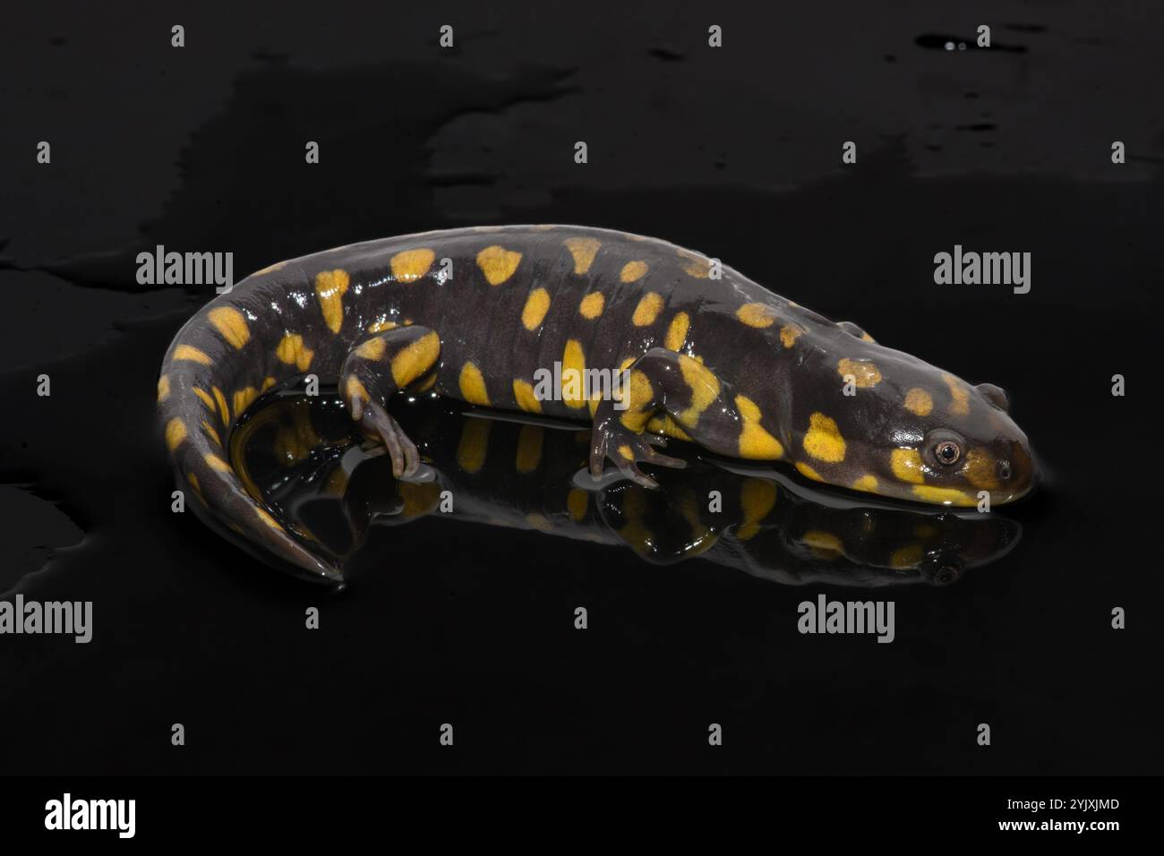 Tiger Salamander (Ambystoma tigrinum Stock Photo - Alamy