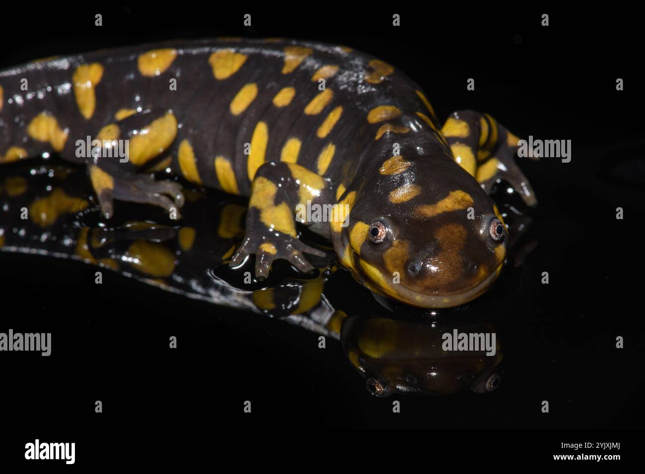 Tiger Salamander (Ambystoma tigrinum Stock Photo - Alamy