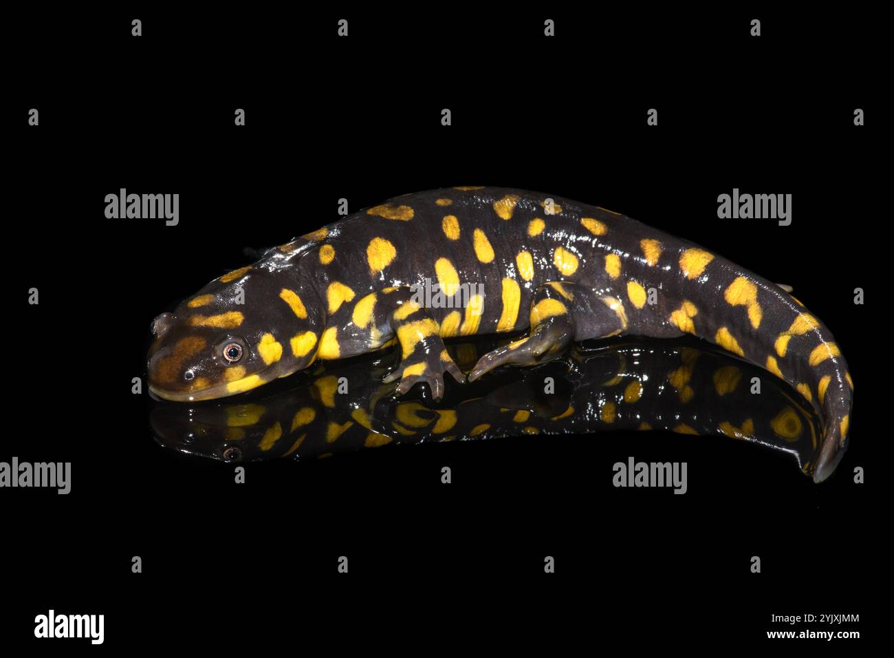 Tiger Salamander (Ambystoma tigrinum Stock Photo - Alamy