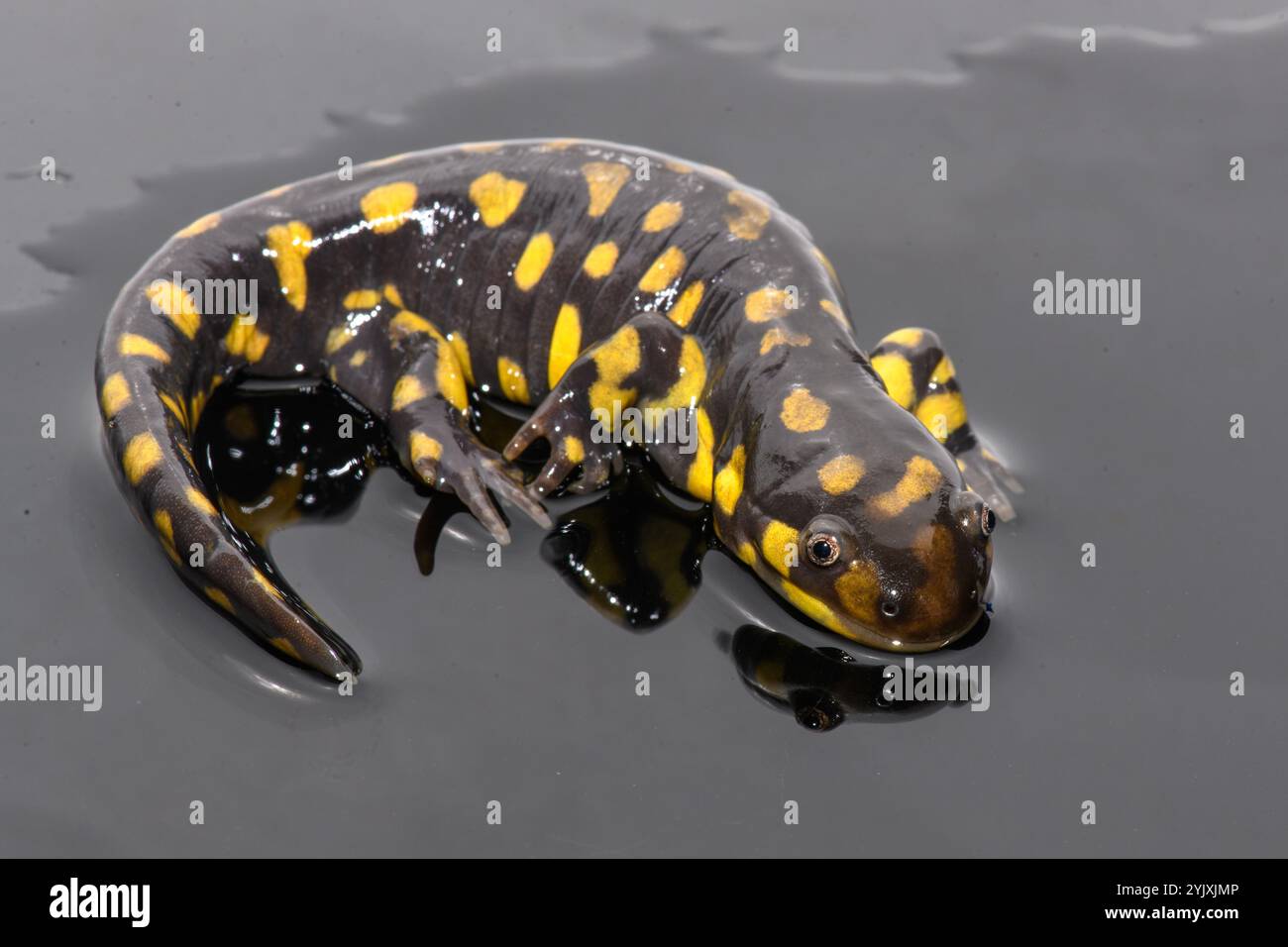 Tiger Salamander (Ambystoma tigrinum Stock Photo - Alamy
