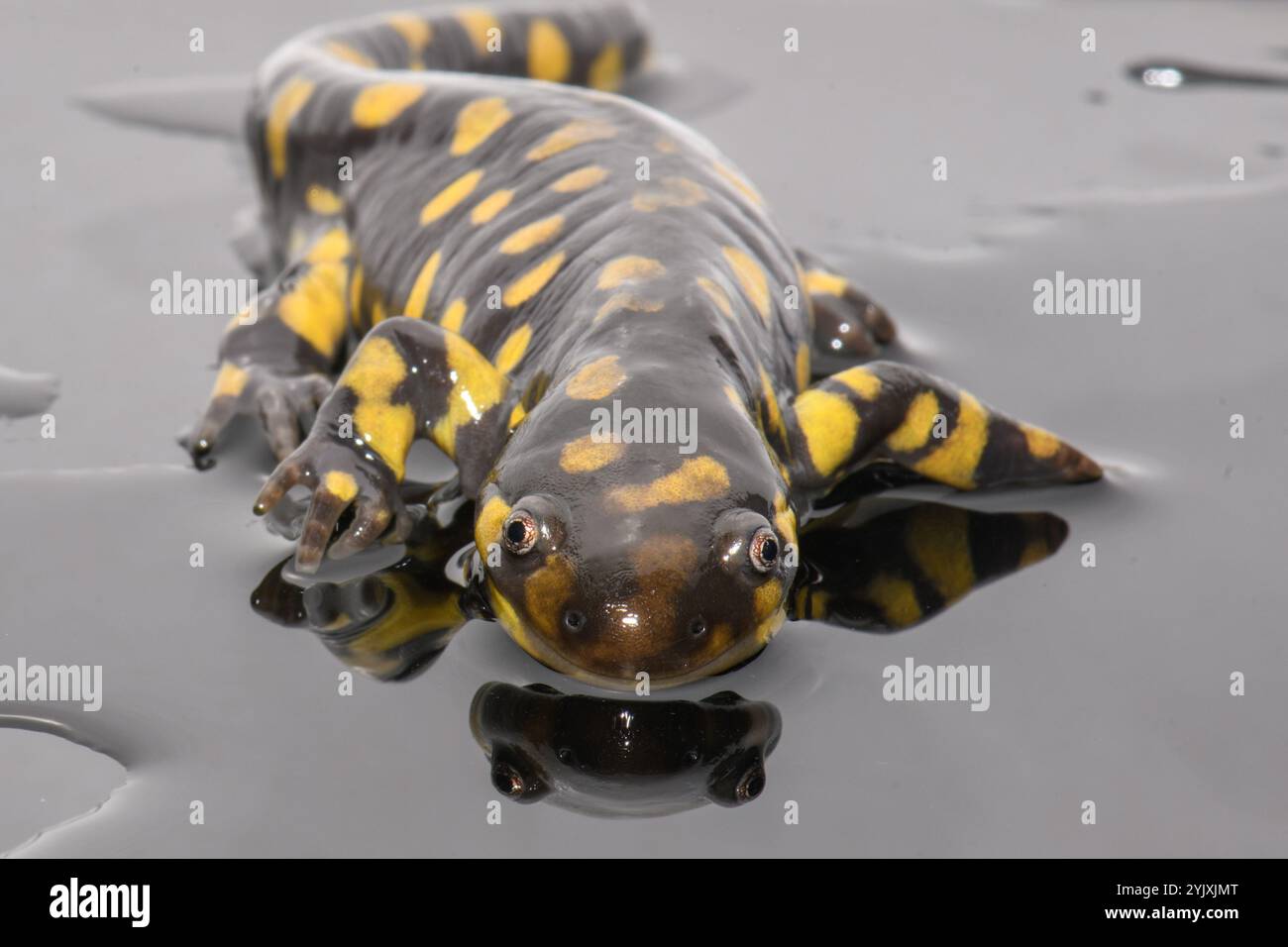 Tiger Salamander (Ambystoma tigrinum Stock Photo - Alamy