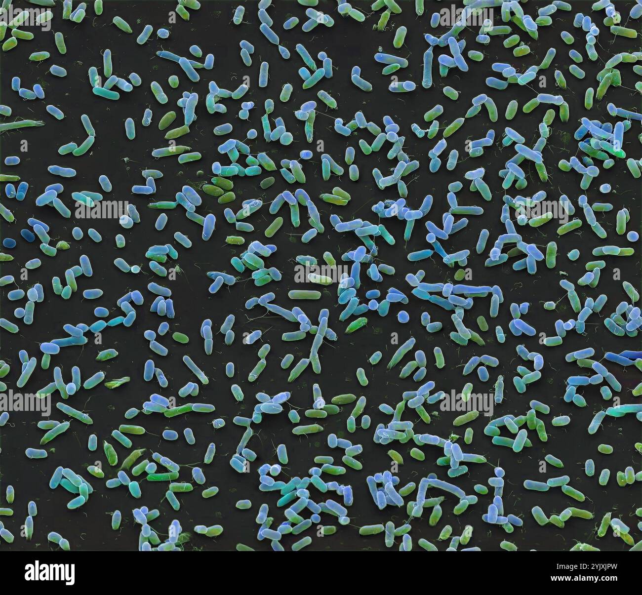 Bacteria flagella micrograph hi-res stock photography and images - Alamy