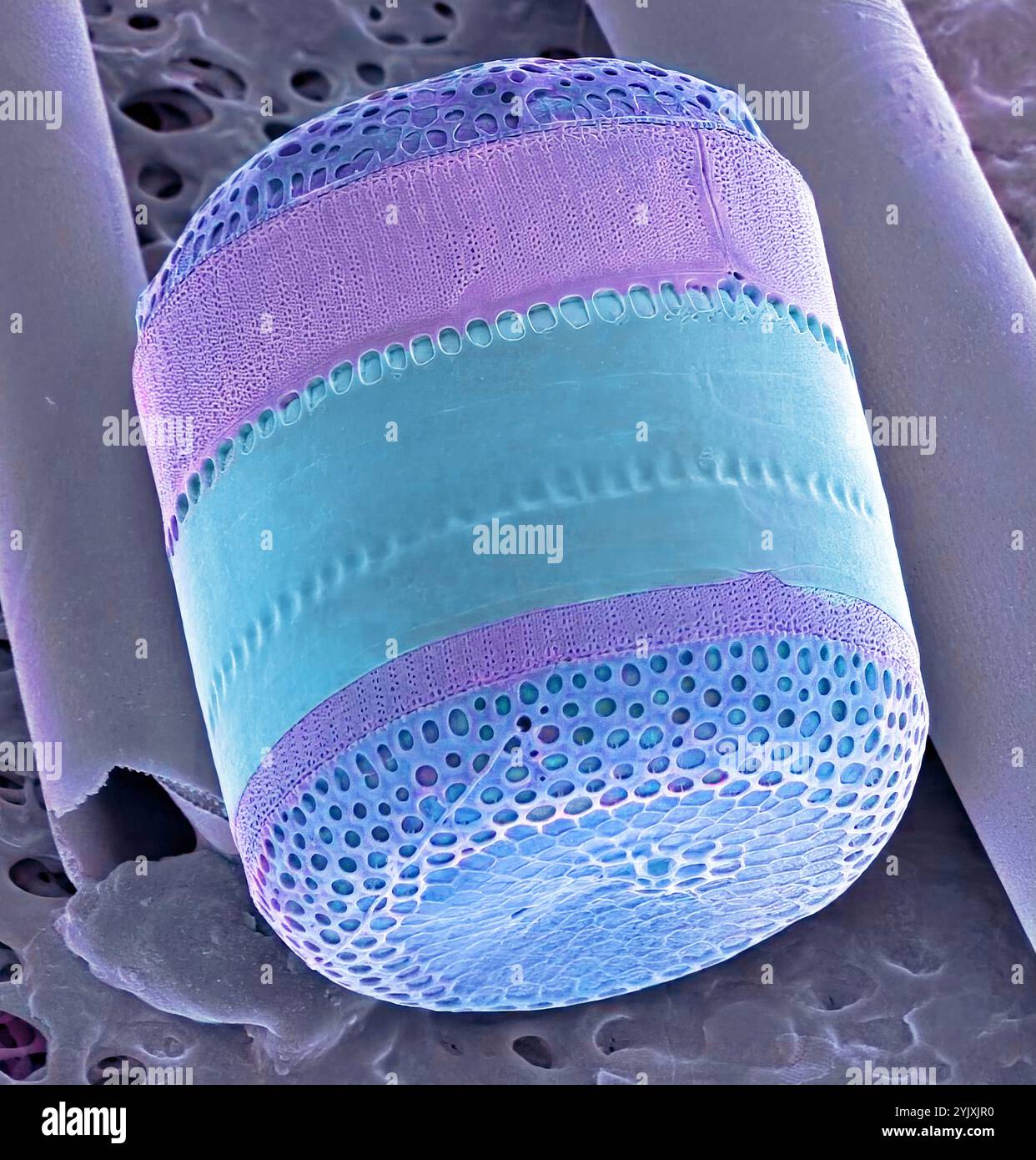 Diatom hi-res stock photography and images - Alamy