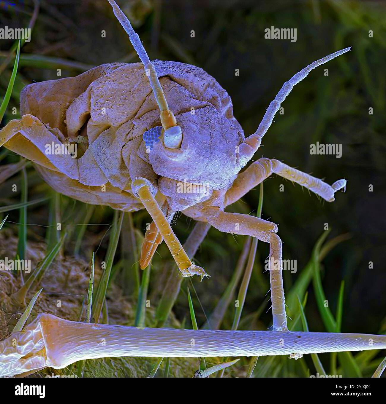 Feeding aphid. Coloured scanning electron micrograph (SEM) of an aphid ...