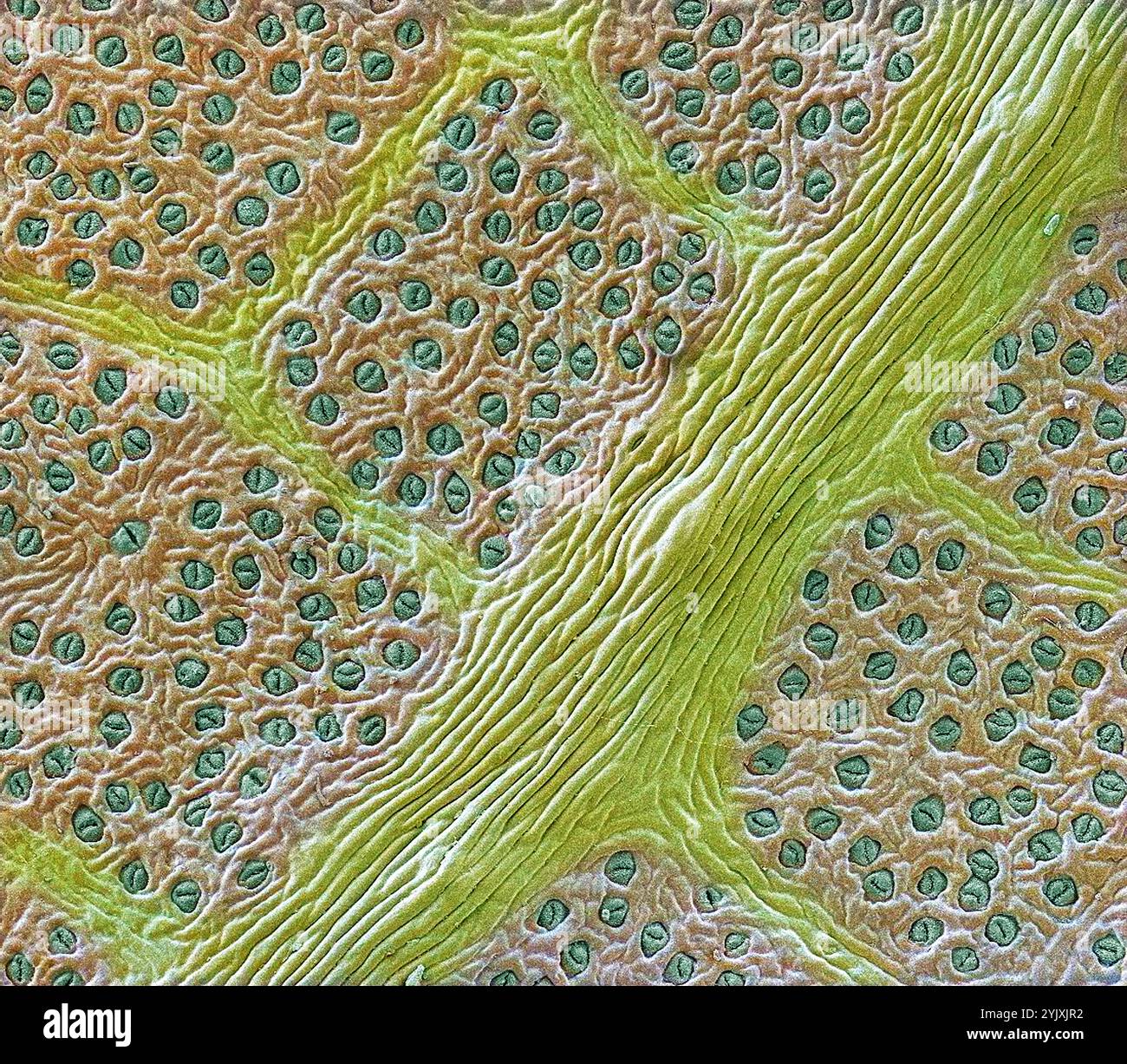 Leaf stomata, SEM Stock Photo - Alamy