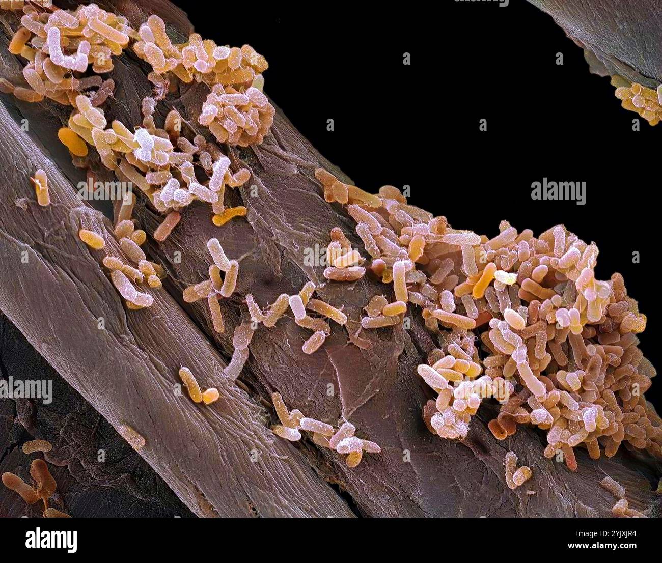 Bacteria flagella micrograph hi-res stock photography and images - Alamy