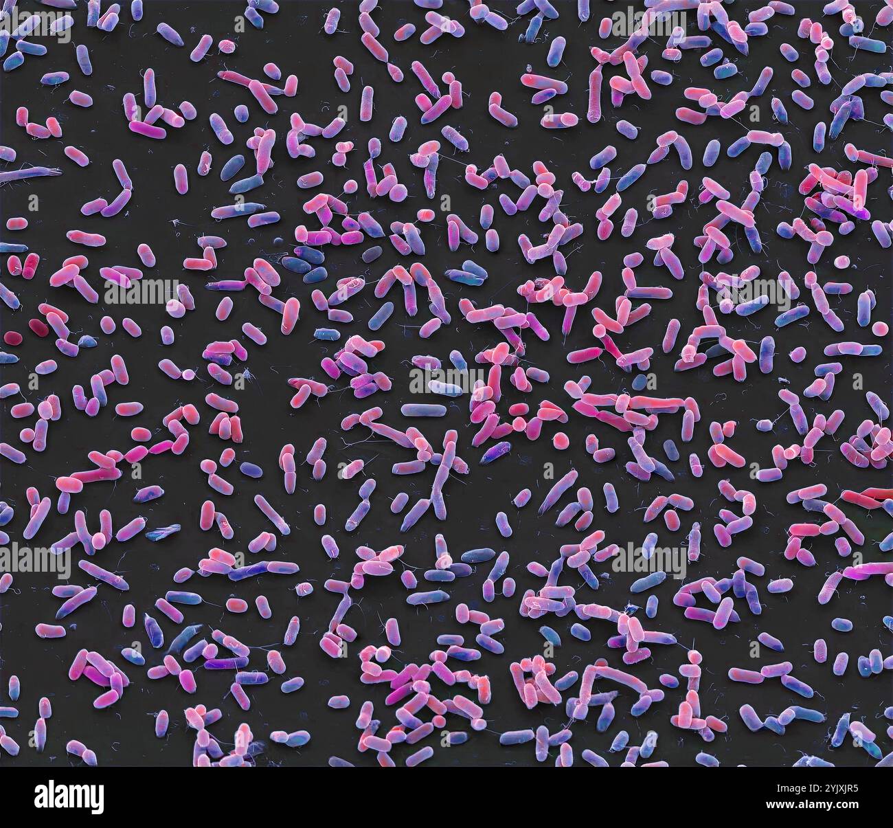 Salmonella bacteria. Coloured scanning electron micrograph (SEM) of ...