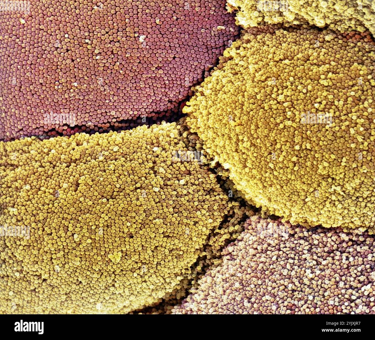 Intestinal microvilli. Coloured scanning electron micrograph (SEM) of ...