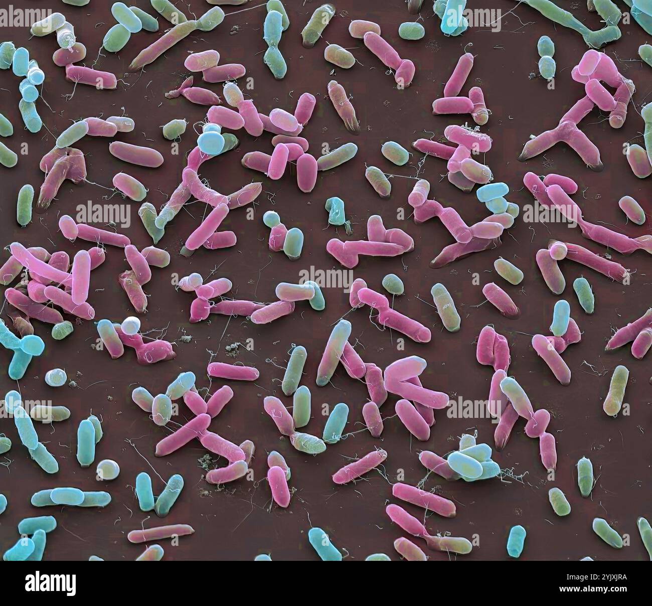 Bacteria salmonella typhi hi-res stock photography and images - Alamy