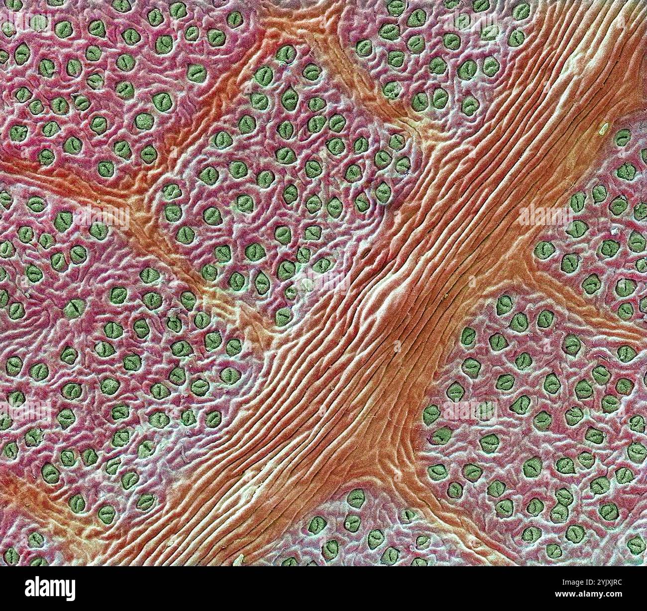 Leaf stomata, SEM Stock Photo - Alamy
